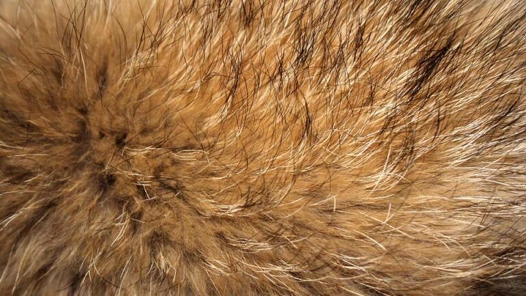 Measuring Thermal Conductivity of Fur using HFM